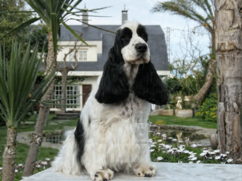 Cocker Spaniel. Guía 2026 de esta Raza de Perro